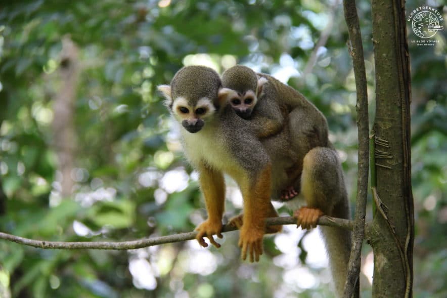 Îlet La Mère, rencontre avec les saïmiris au large de Cayenne (Guyane ...
