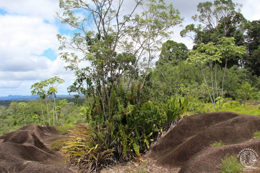 Savane-roche Virginie, l'inselberg le plus accessible de Guyane - Globe trekkeuse