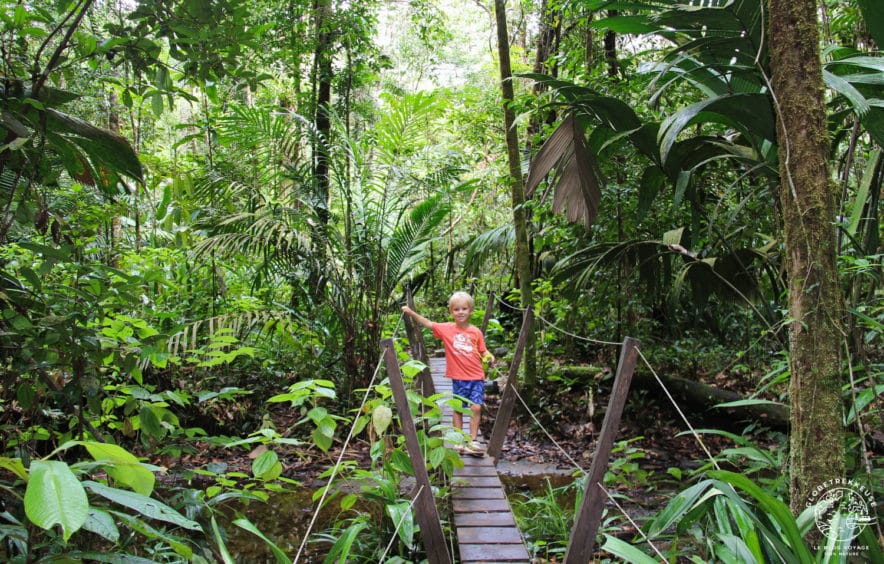 Savane-roche Virginie, l'inselberg le plus accessible de Guyane - Globe trekkeuse