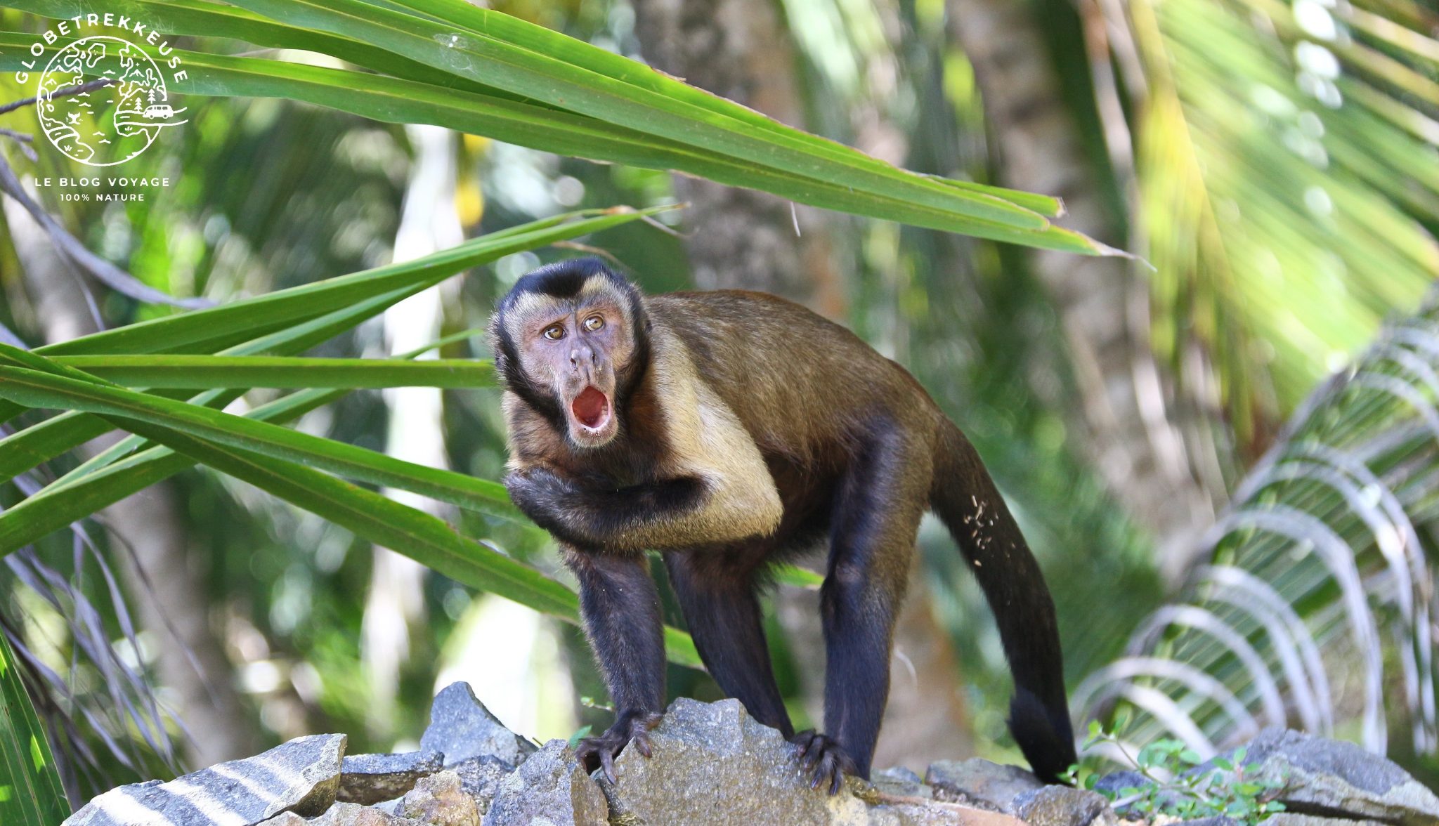 Les îles du Salut, l'enfer du bagne devenu paradis sur terre - Globe ...